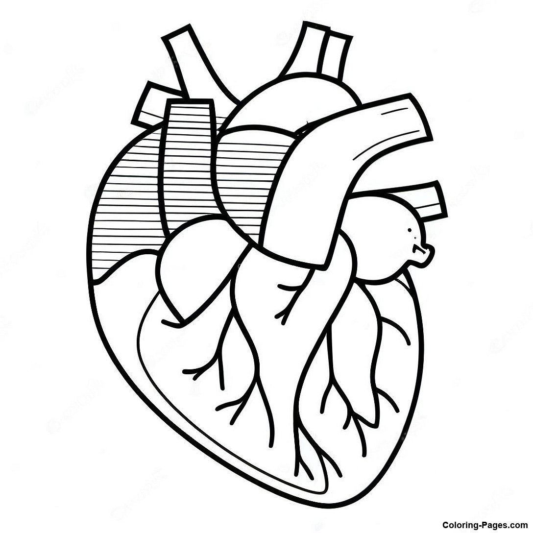 Colorful Heart Anatomy Diagram Coloring Page | Coloring-Pages.com